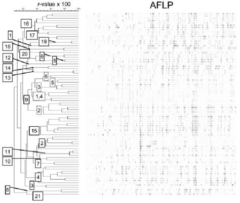 Upgmaproduct Moment Cluster Analysis Of 80 Aflp Genomic Fingerprints