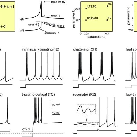Spiking And Bursting Behaviour Of Known Types Of Cortical Neurons 5 Download Scientific