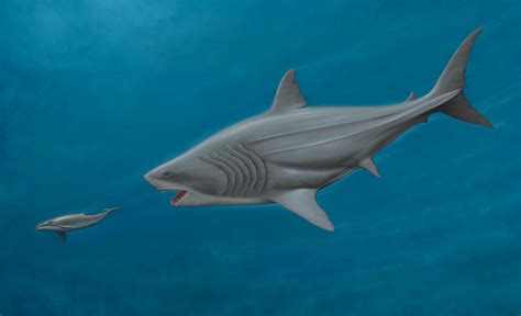 Megalodon Measurements Are Checked By High School Students Padeye
