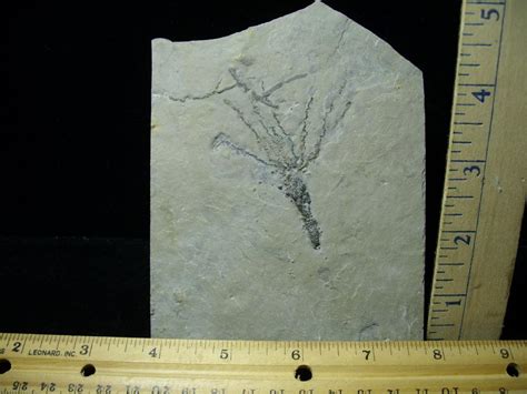 Fossil Echinoderm 070120m The Stones And Bones Collection