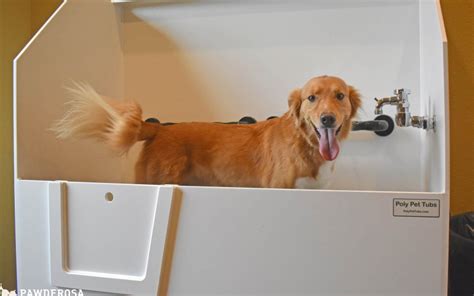 Full Service Dog Grooming In San Antonio Pawderosa Ranch
