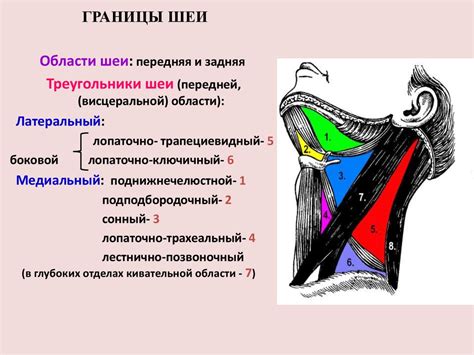 Топографическая анатомия области шеи начало границы деление на