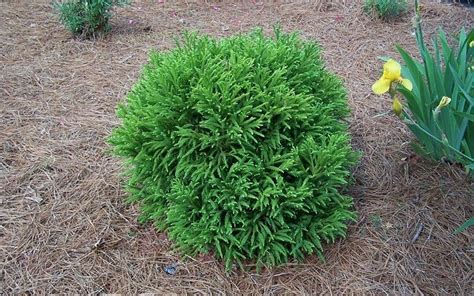 Pin On Gardening Plants And Trees In My Yard