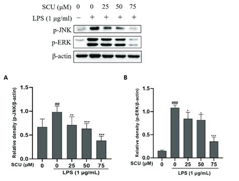 Effect Of SCU On LPS Induced MAPKs Protein Expression A Expression