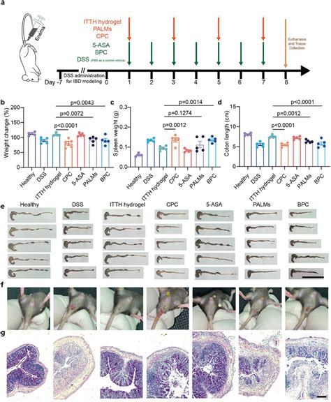 Assessment Of Treatment Effects On A Dss‐induced Mouse Model Of