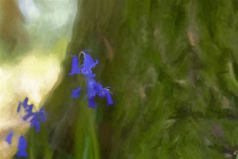 밝은 색상의 햇볕이 잘 드는 보라색 블루 벨 꽃의 디지털 페인팅은 자연스러운 배경에 맞춰져 있습니다 0명에 대한 스톡 사진 및