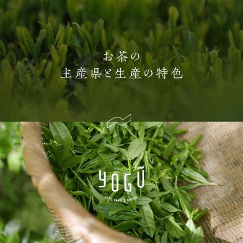 知覧茶専門店yogŪ（ヨグ）｜休憩するきっかけをつくる On Instagram 【お茶の主産県と生産の特色】 日本のお茶の主要産地である