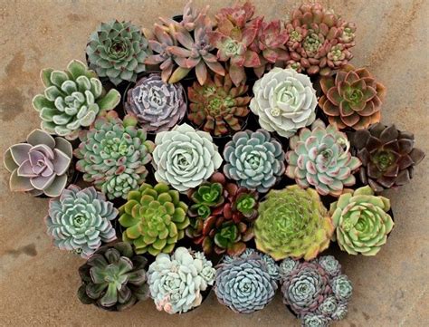 Ngh A Sen Lo I Hoa C A T Nh Y U Flowerfarm Vn Shophoa