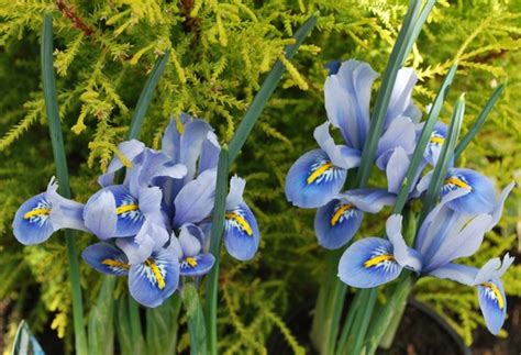 Iris Alida Grows On You