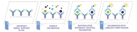 Glass Slide Antibody Arrays Raybiotech