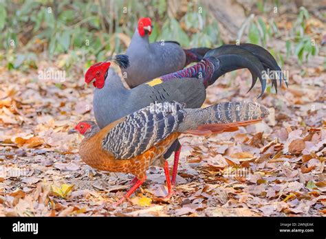 Lord los pheasant hi-res stock photography and images - Alamy