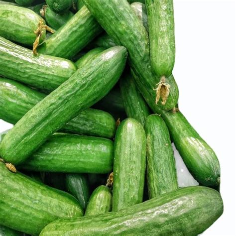 A Grade Cucumber At Rs 40kg In Hyderabad Id 18951487330