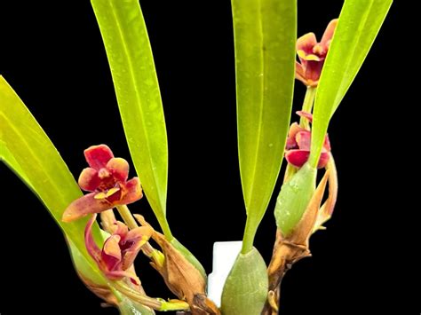 Maxillaria Variabilis Dark Red Orchid