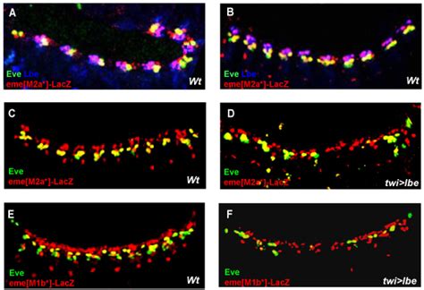 Spatial Specificity Of Mesodermal Even Skipped Expression Relies On