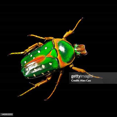 Guttata Photos And Premium High Res Pictures Getty Images