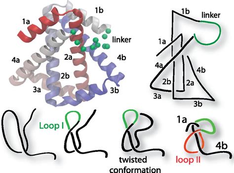 Protein Folding Pathways At Jayden Nobbs Blog