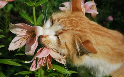 🐱 💐 15 прикольных котофото с цветами в День кошек для улыбок и хорошего ...
