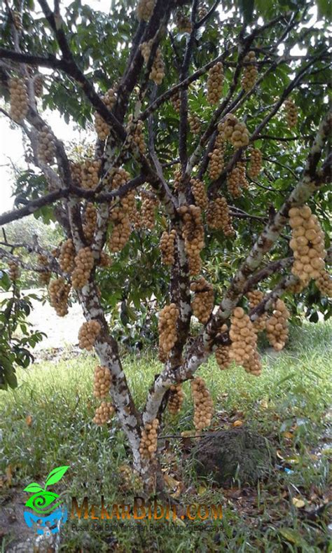 Pohon Duku