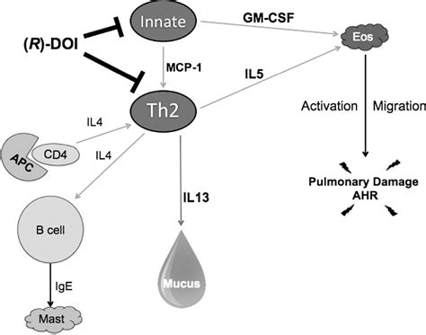 Figure 7 From Serotonin 5 Ht2 Receptor Activation Prevents Allergic Asthma In A Mouse Model