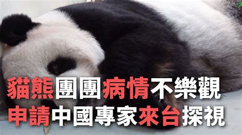 貓熊團團病情不樂觀 申請中國專家來台探視【央廣新聞】 Youtube