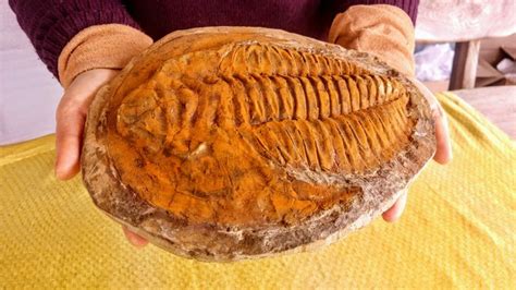 Massive Fossil Trilobite On Original Matrix Catawiki