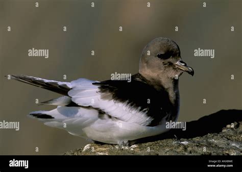 Antarctica Australian Antarctic Territory Antarctic Petrel