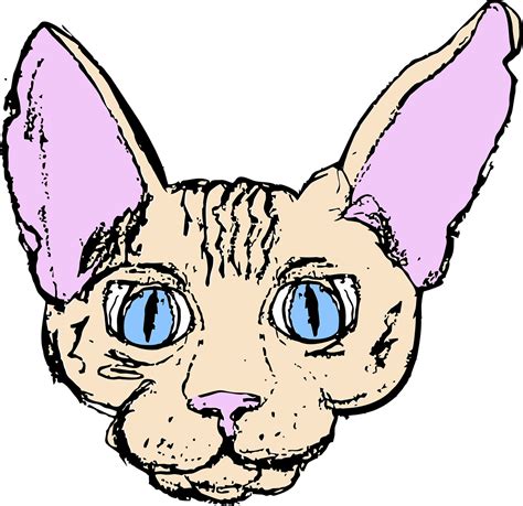 Sphinx Cat Pet Naked Free Vector Graphic On Pixabay