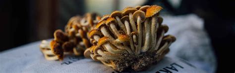 Control System For Temperature And Humidity In Mushroom Farming