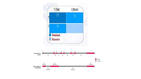 Introduction To Basic Molecular Biologypptx