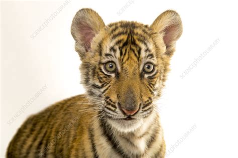Bengal Tiger Cub Stock Image C0598684 Science Photo Library
