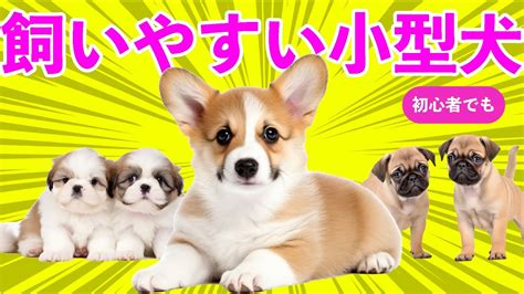飼いやすい小型犬10選 おすすめの可愛い犬種10選 動物（犬・猫 他色々）【まとめ動画】