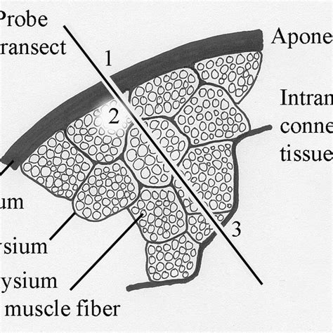 Anatomy Of A Probe Transect Download Scientific Diagram