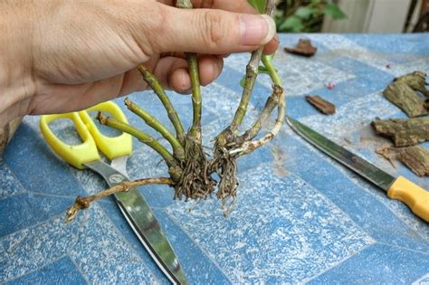 How To Propagate Dendrobium ~ Orchid Care Tips