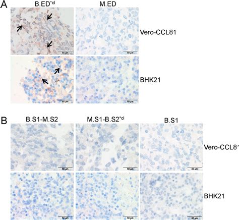 Binding Of Recombinant Ibv Spike Ectodomains To Mammalian Cell Download Scientific Diagram