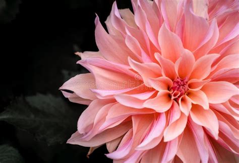 Closeup Shot Of Beautiful Dahlias In The Walled Formal Gardens At