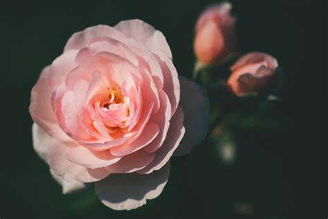 핑크 로즈 근접 촬영 사진 · 무료 스톡 사진