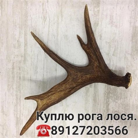 Дары Природы Киров Кирово Чепецк ВКонтакте