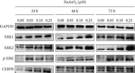 The Erkcebpb Signaling Pathway Participates In Arsenic Induced Skin