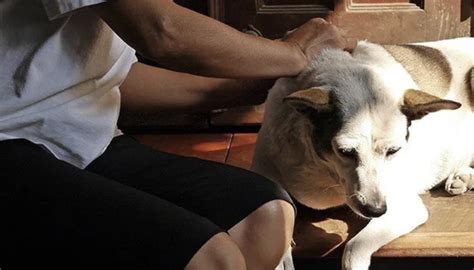 How To Deal With Ticks On A Dog Us Bravecto Com
