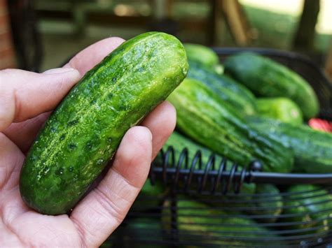 Ohio Thoughts Cucumbers Into Pickles