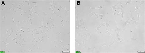The Morphology Of Huvec A549 Cells After Cell Sorting A The