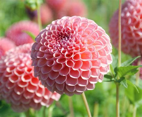 Tổng Hợp 400 Hình ảnh Những Loài Hoa đẹp Nhất Thế Giới Cho Những Người Yêu Hoa
