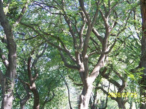 Elm Tree Pictures Facts On Elm Trees
