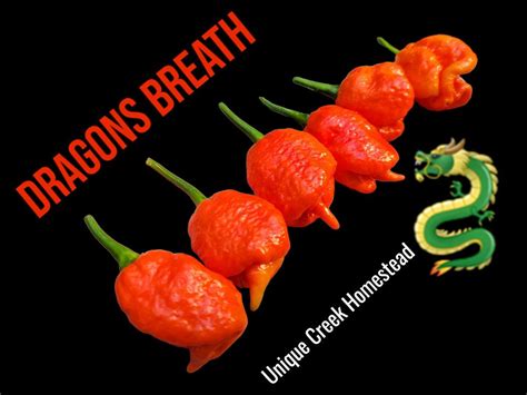 Dragons Breath Super Hot Pepper Seeds Worlds Hottest Chili Unique