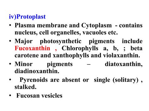 General Characters Of Phaeophyceae And Life Cycle Of Sargassum Smg Pptx