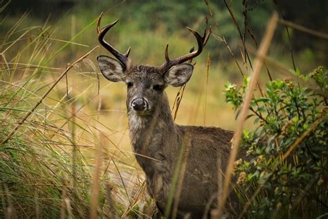 White Tailed Deer Wild Expedition