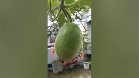 আমাদের ছাদ বাগানের চাল কুমড়ো গাছের চাল কুমড়ো হয়েছে কত বড় দেখুন