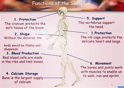 Functions Of The Skeleton BrooksaresZimmerman