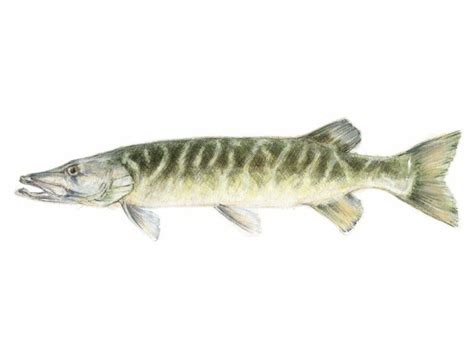 Rybí restaurace Šupina a Šupinka, apartmány: Štika obecná | Fish