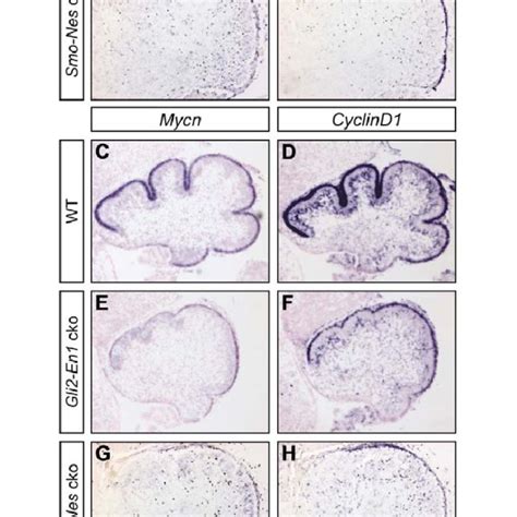 Cell Cycle Genes Mycn And Cyclin D1 Ccnd1 Are Downregulated In